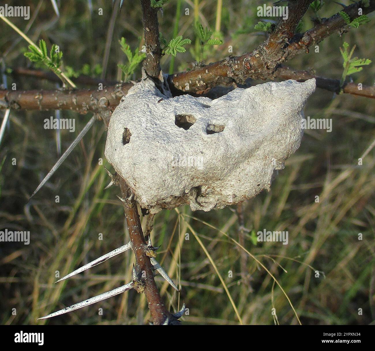 Ants, Bees, Wasps, and Sawflies (Hymenoptera Stock Photo - Alamy