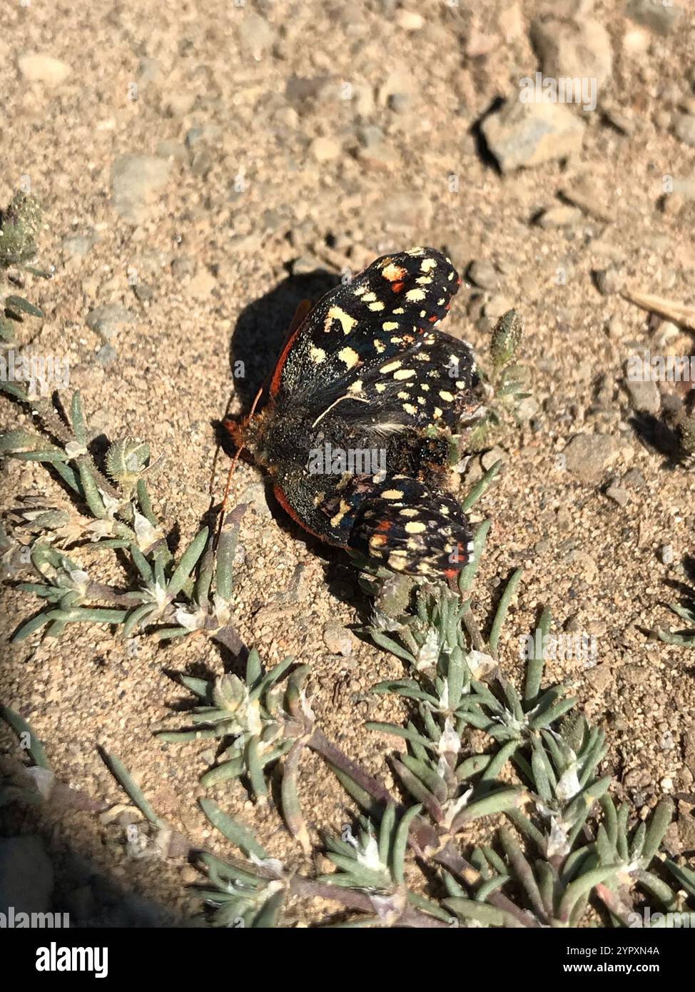 Variable Checkerspot (Euphydryas chalcedona Stock Photo - Alamy