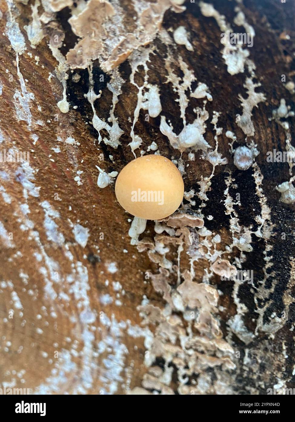 Cryptoporus hi-res stock photography and images - Alamy