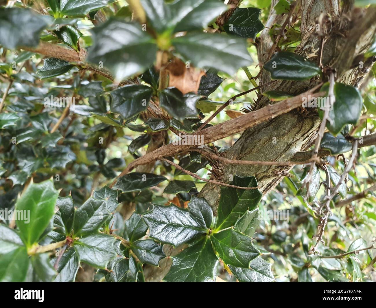 Smooth Stick Insect (Clitarchus hookeri Stock Photo - Alamy