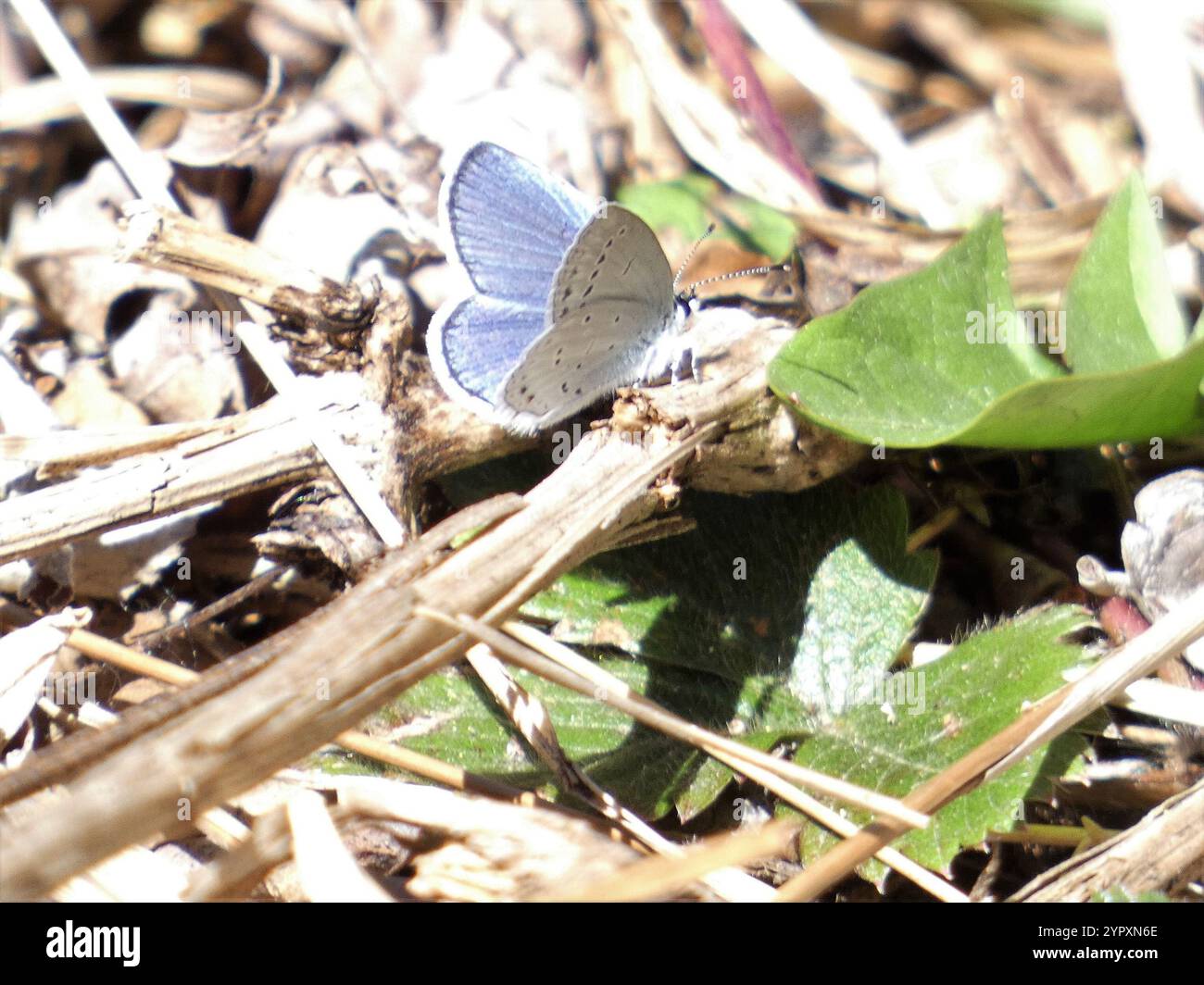 Provençal short-tailed blue (Cupido alcetas Stock Photo - Alamy