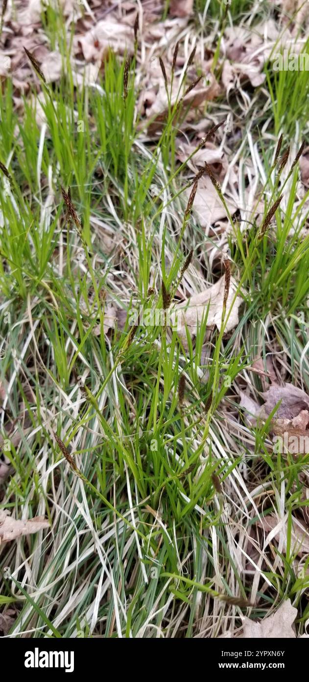 Pennsylvania sedge (Carex pensylvanica Stock Photo - Alamy