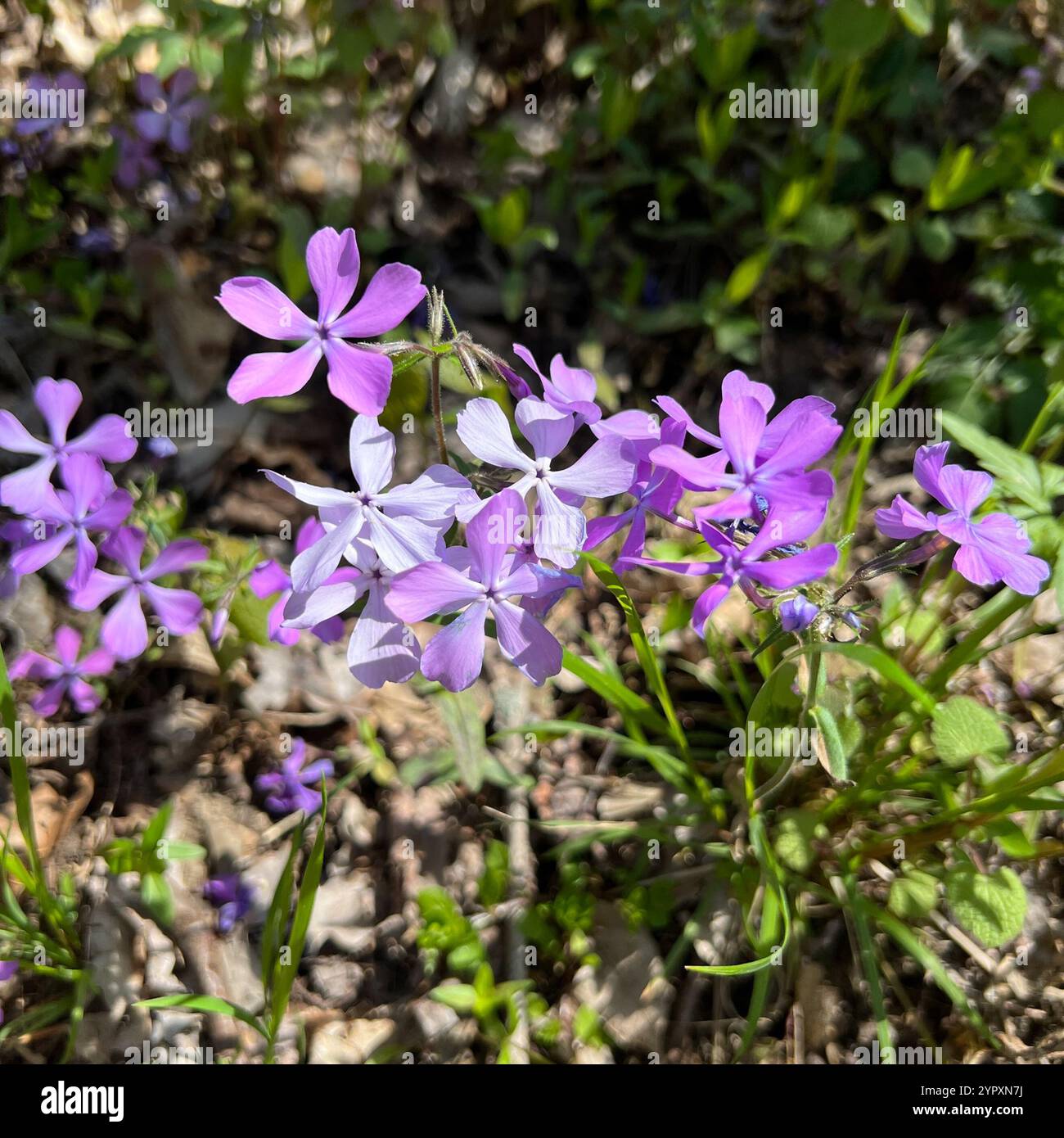 blue phlox (Phlox divaricata Stock Photo - Alamy