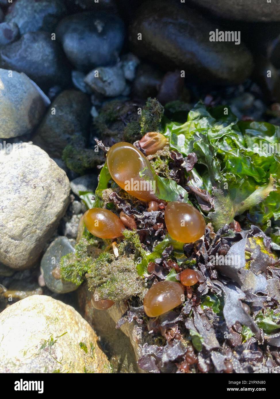 Sea Sacks (Halosaccion glandiforme Stock Photo - Alamy