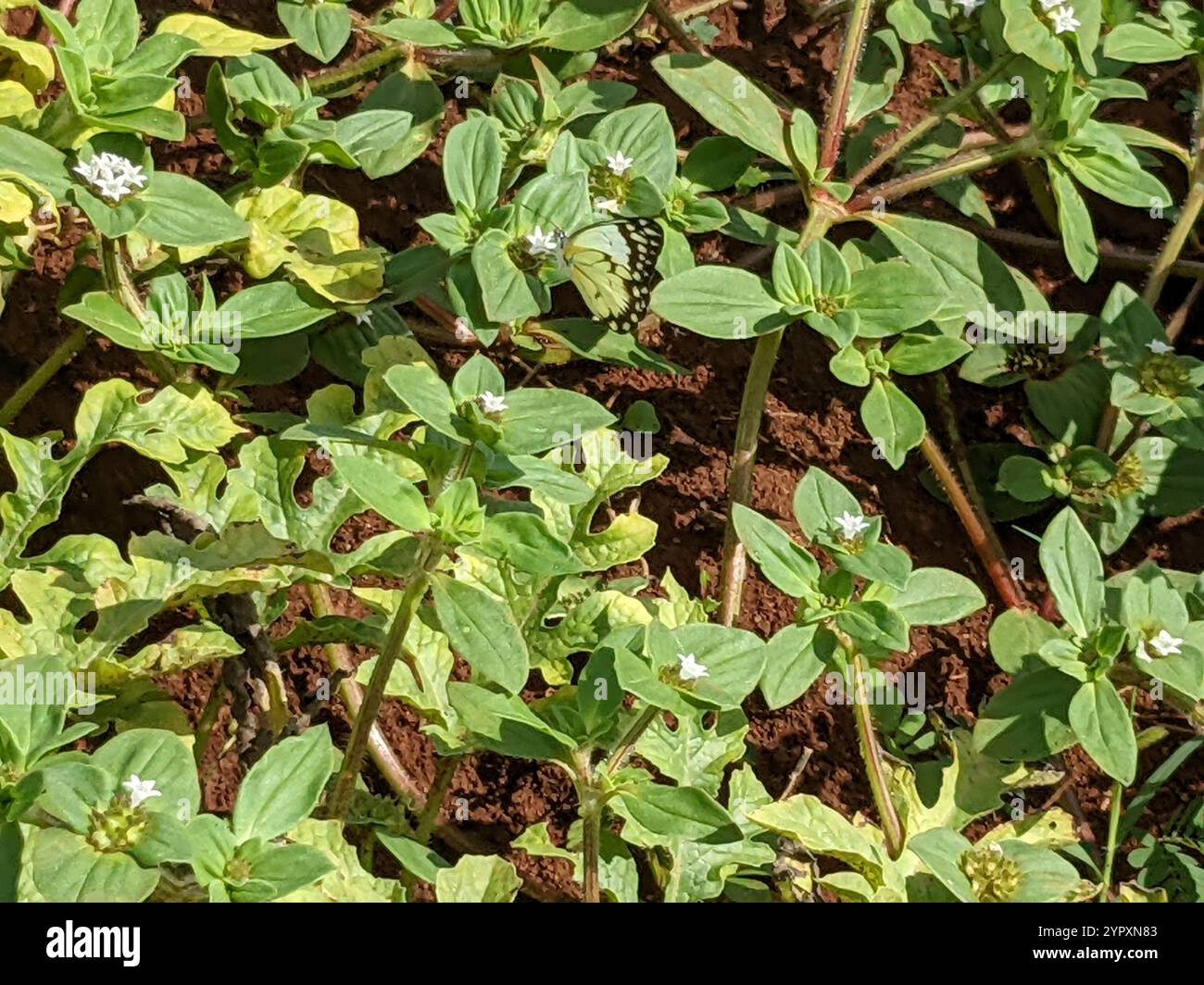 African Common White (Belenois creona severina Stock Photo - Alamy