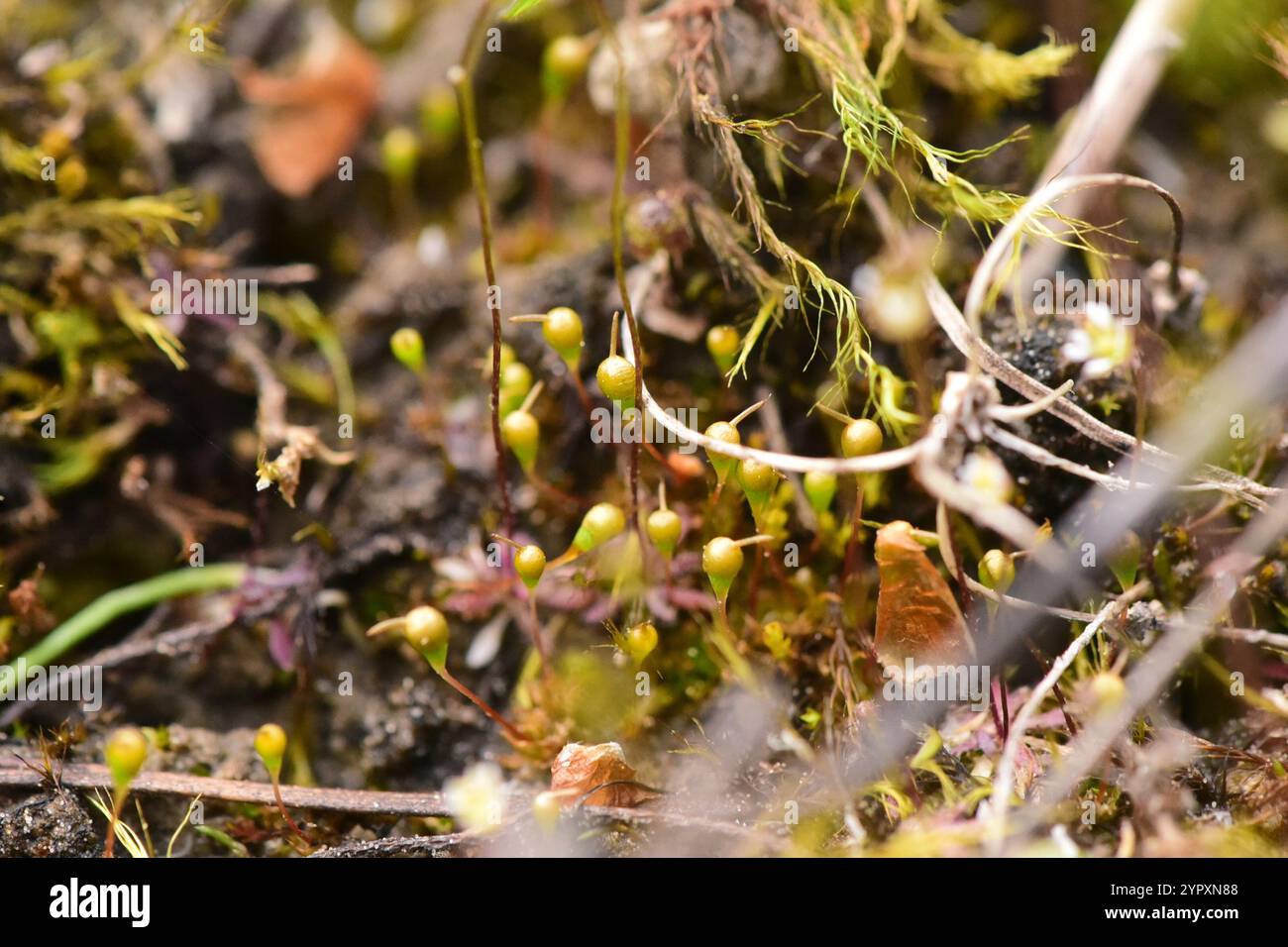 Banded Cord-moss (Entosthodon fascicularis Stock Photo - Alamy