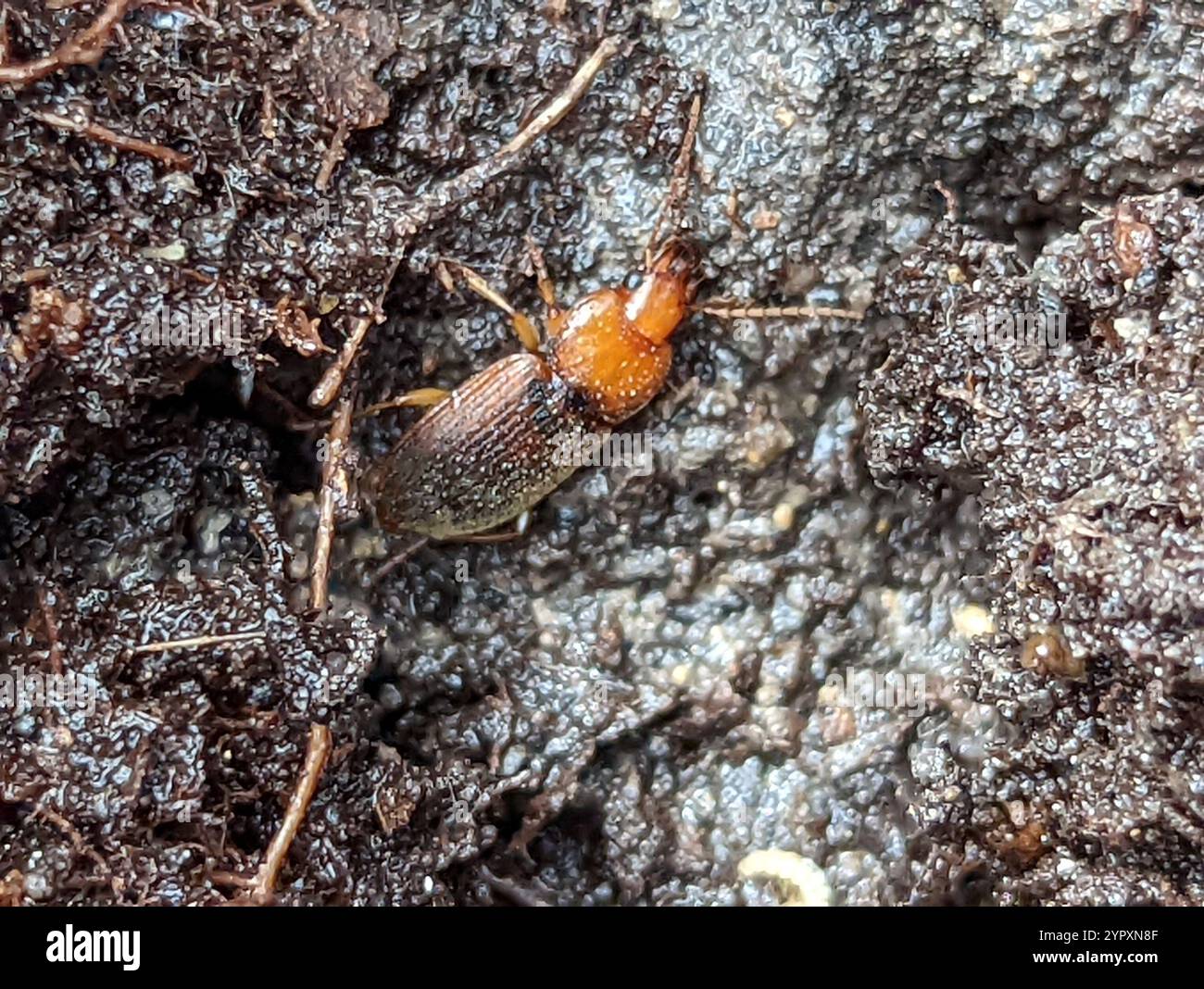 Red-headed Ground Beetle (Amphasia interstitialis Stock Photo - Alamy
