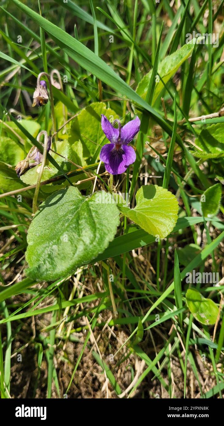 Sweet violet (Viola odorata Stock Photo - Alamy