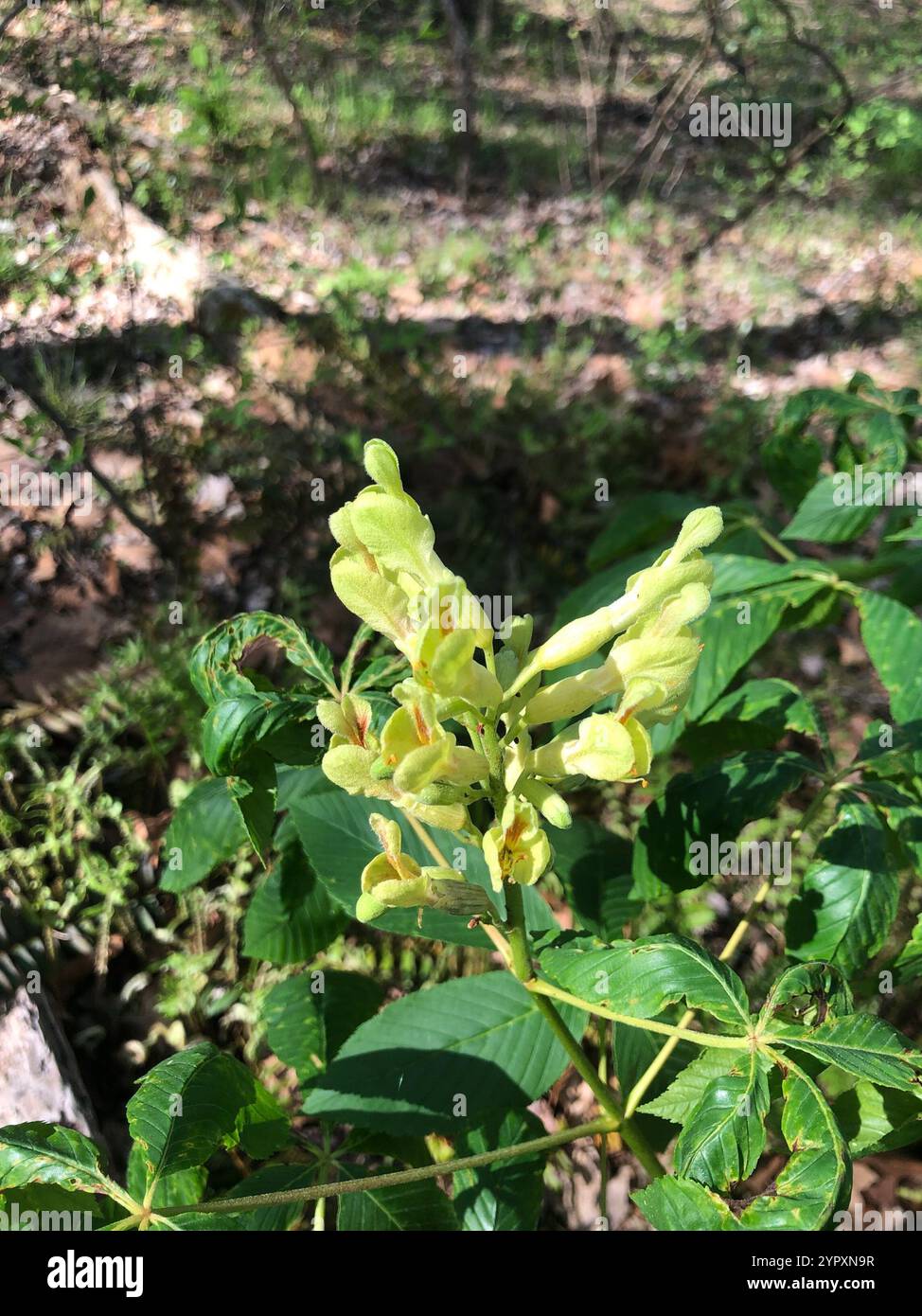 painted buckeye (Aesculus sylvatica Stock Photo - Alamy