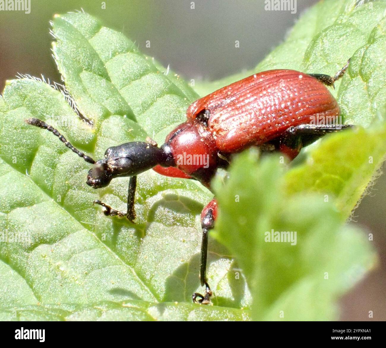 Hazel leaf-roller weevil (Apoderus coryli Stock Photo - Alamy