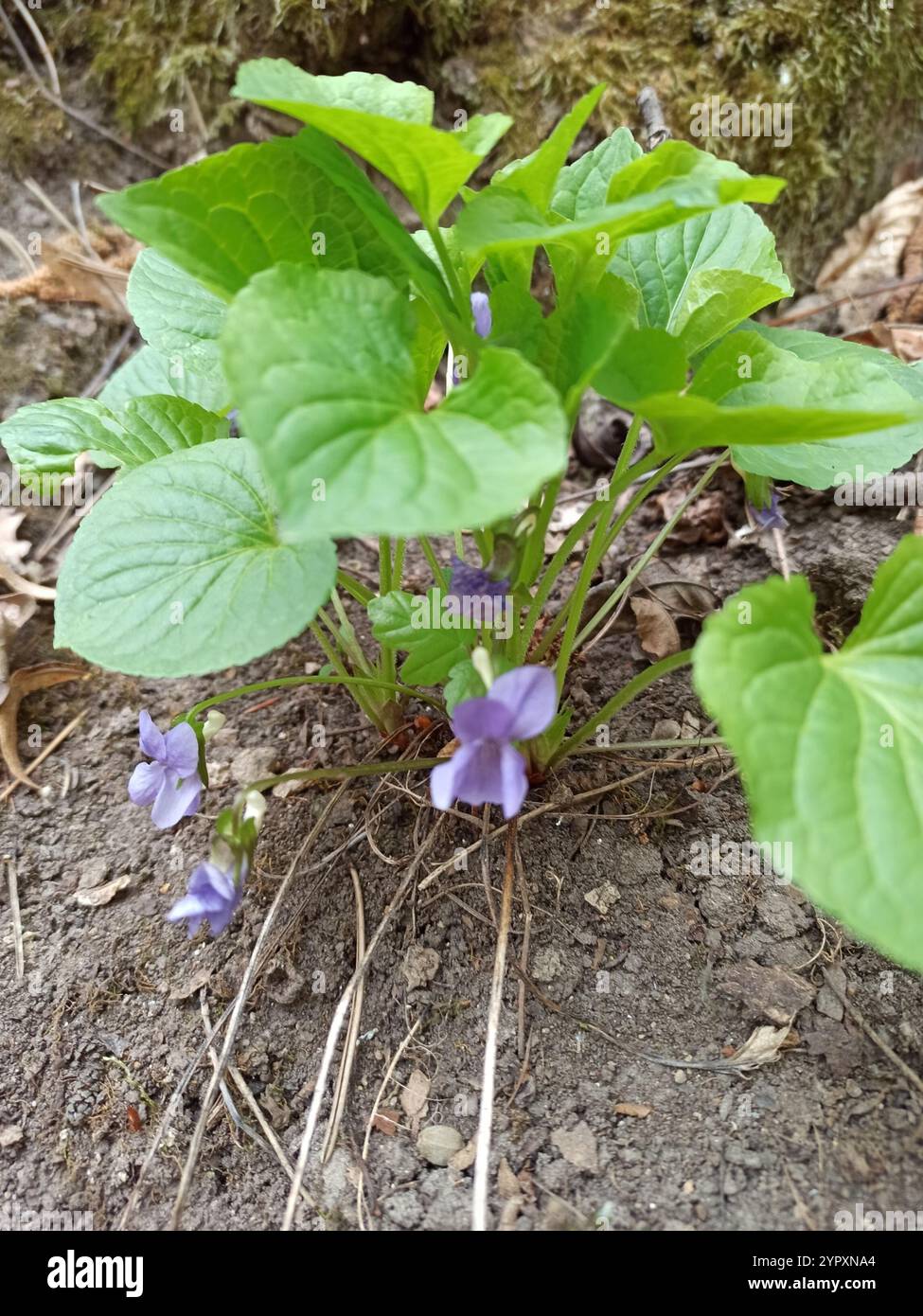 Viola mirabilis hi-res stock photography and images - Alamy