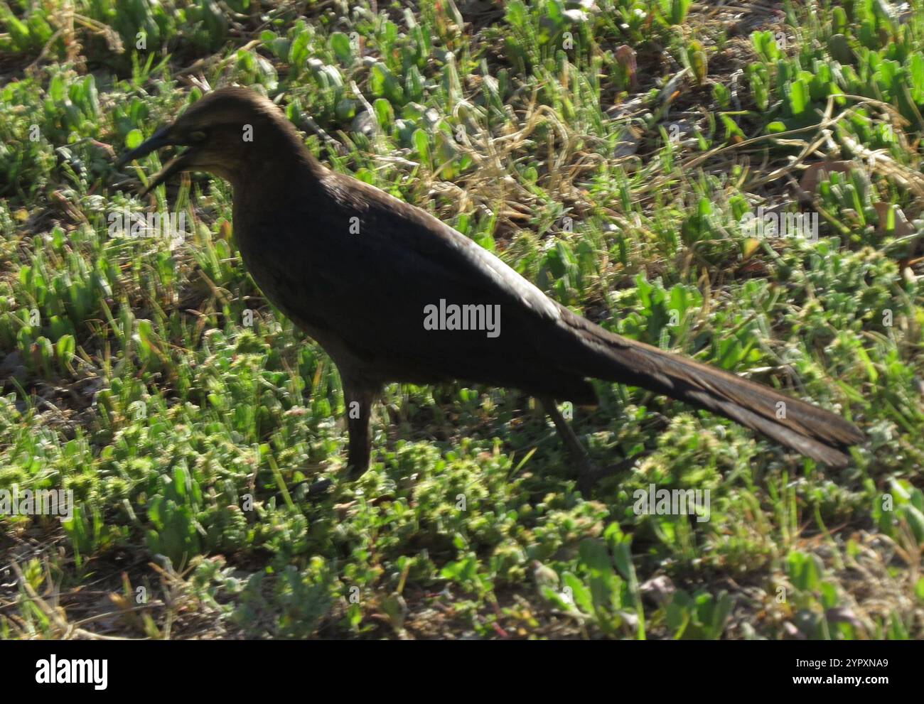 Great-tailed Grackle (Quiscalus mexicanus Stock Photo - Alamy