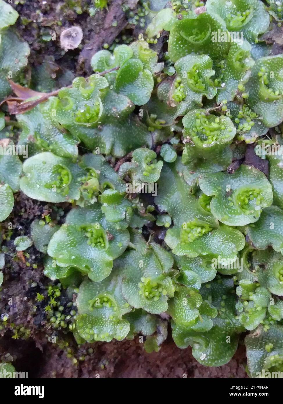 Lunularia cruciata hi-res stock photography and images - Alamy