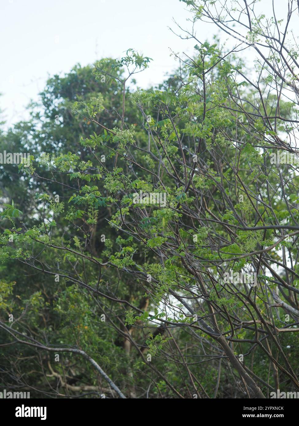 Coffee Bush (Clausena excavata Stock Photo - Alamy