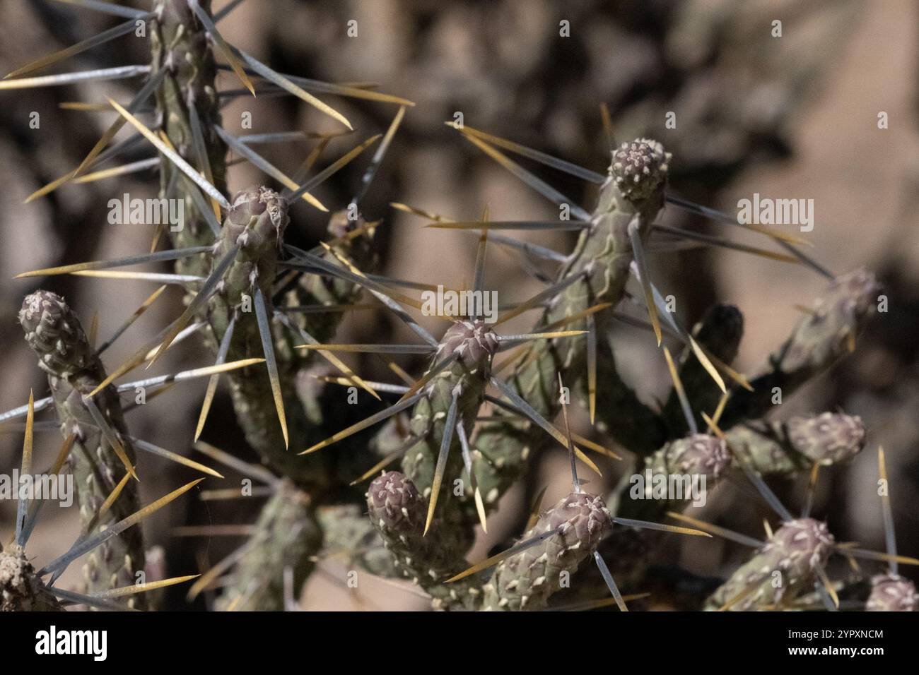 Branched Pencil Cholla (Cylindropuntia ramosissima Stock Photo - Alamy