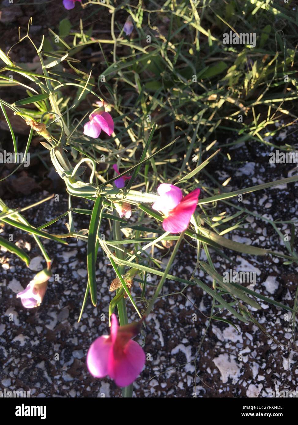 Crimson pea hi-res stock photography and images - Alamy