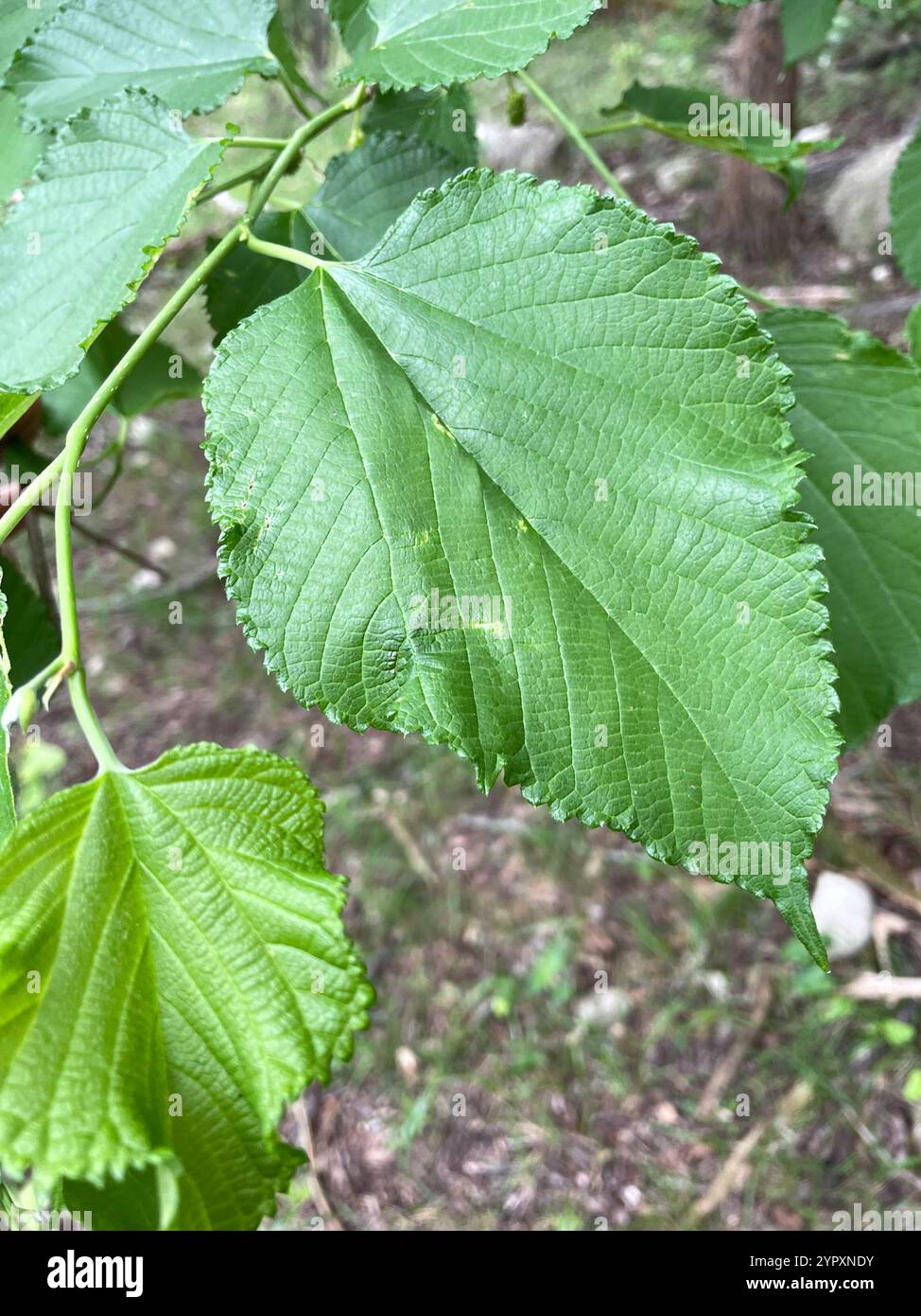 red mulberry (Morus rubra Stock Photo - Alamy