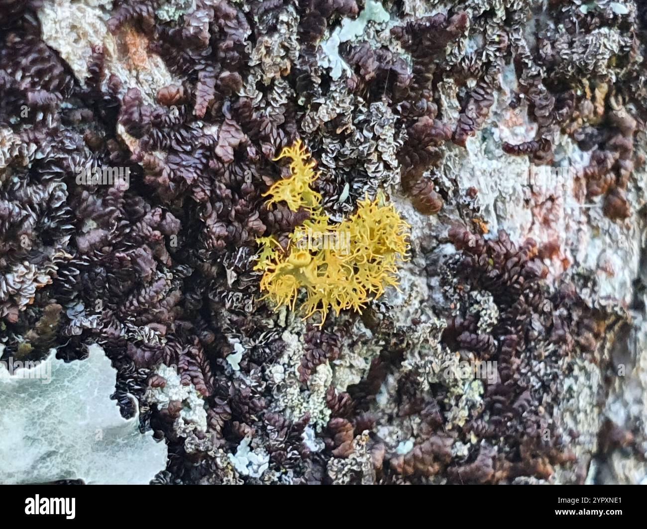 Golden-eye Lichen (Teloschistes chrysophthalmus Stock Photo - Alamy