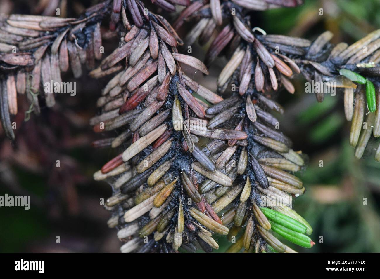 Brown Felt Blight (Herpotrichia juniperi Stock Photo - Alamy