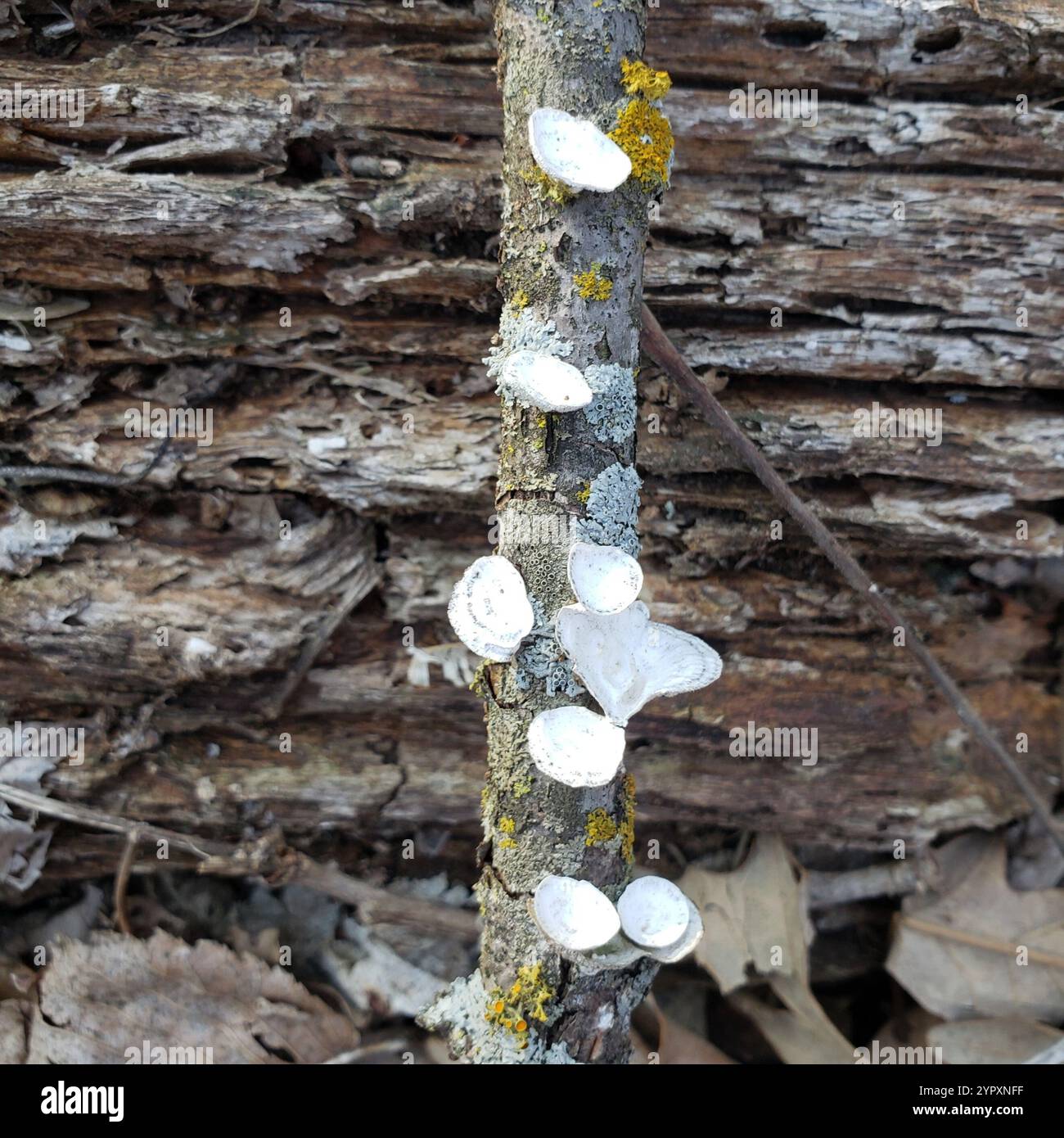 little nest polypore (Trametes conchifer Stock Photo - Alamy