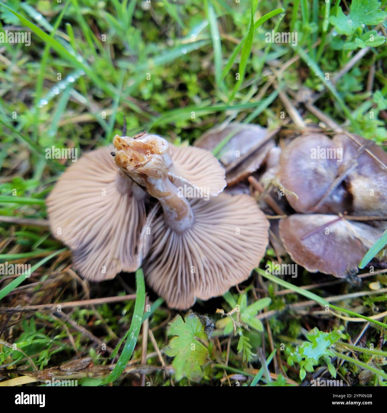 Parasitic Clitocybe (Clitocybe sclerotoidea Stock Photo - Alamy