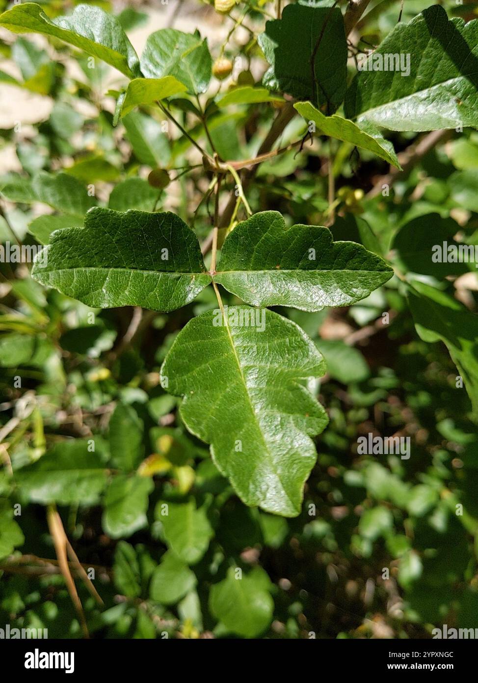 Pacific poison oak (Toxicodendron diversilobum Stock Photo - Alamy