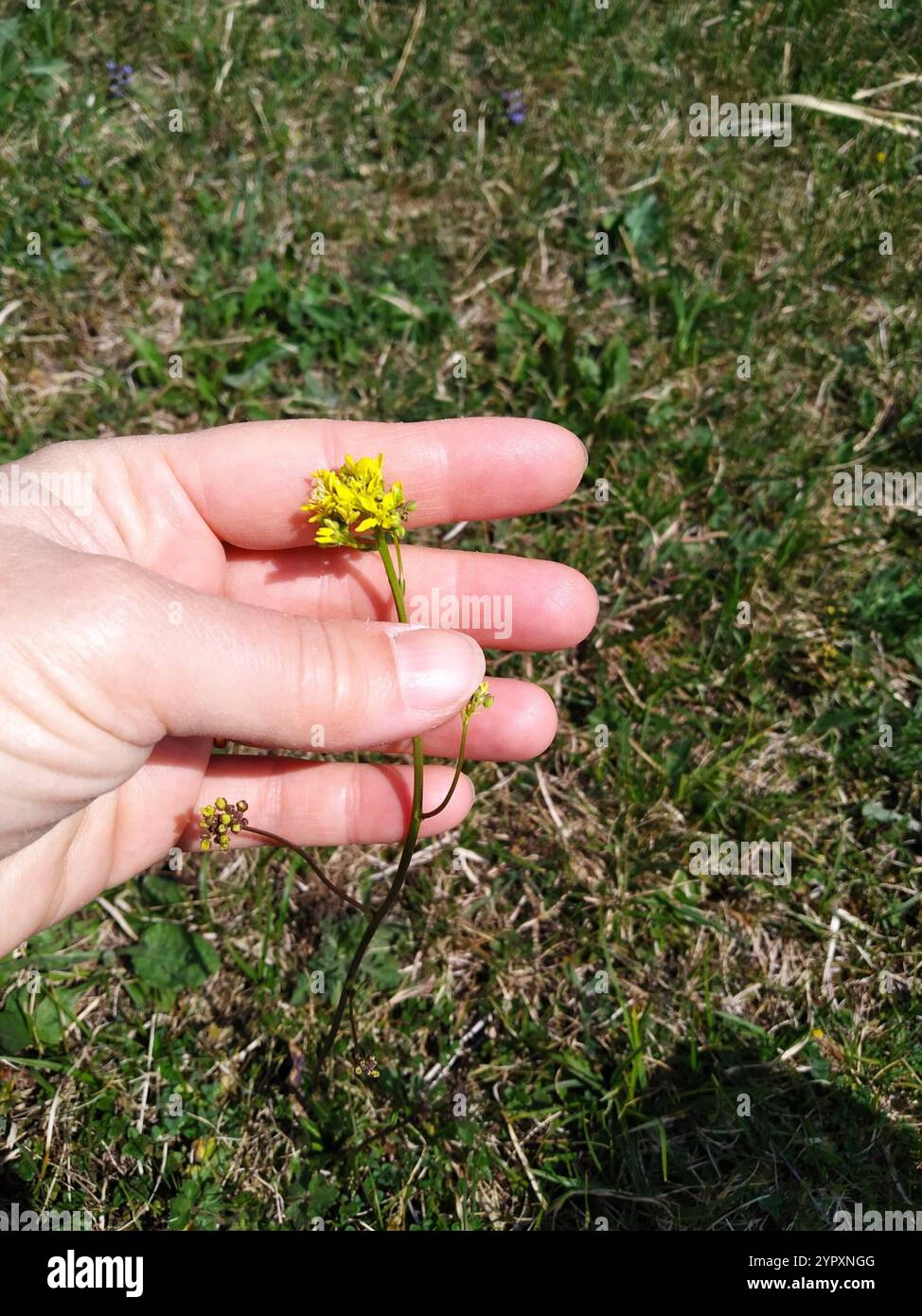 Biscutella laevigata hi-res stock photography and images - Alamy