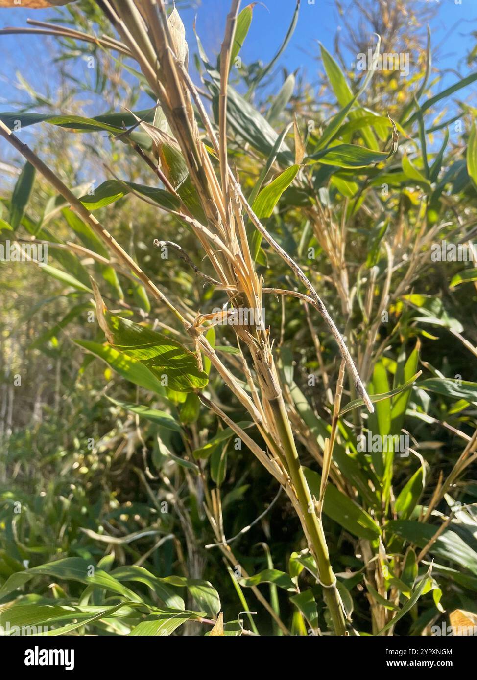 Arundinaria gigantea hi-res stock photography and images - Alamy