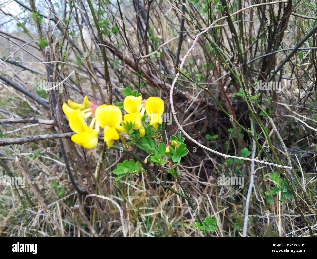 Scorpion Senna (Hippocrepis emerus Stock Photo - Alamy