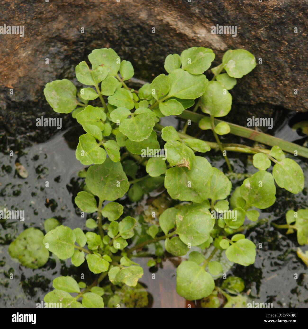 watercress (Nasturtium officinale Stock Photo - Alamy
