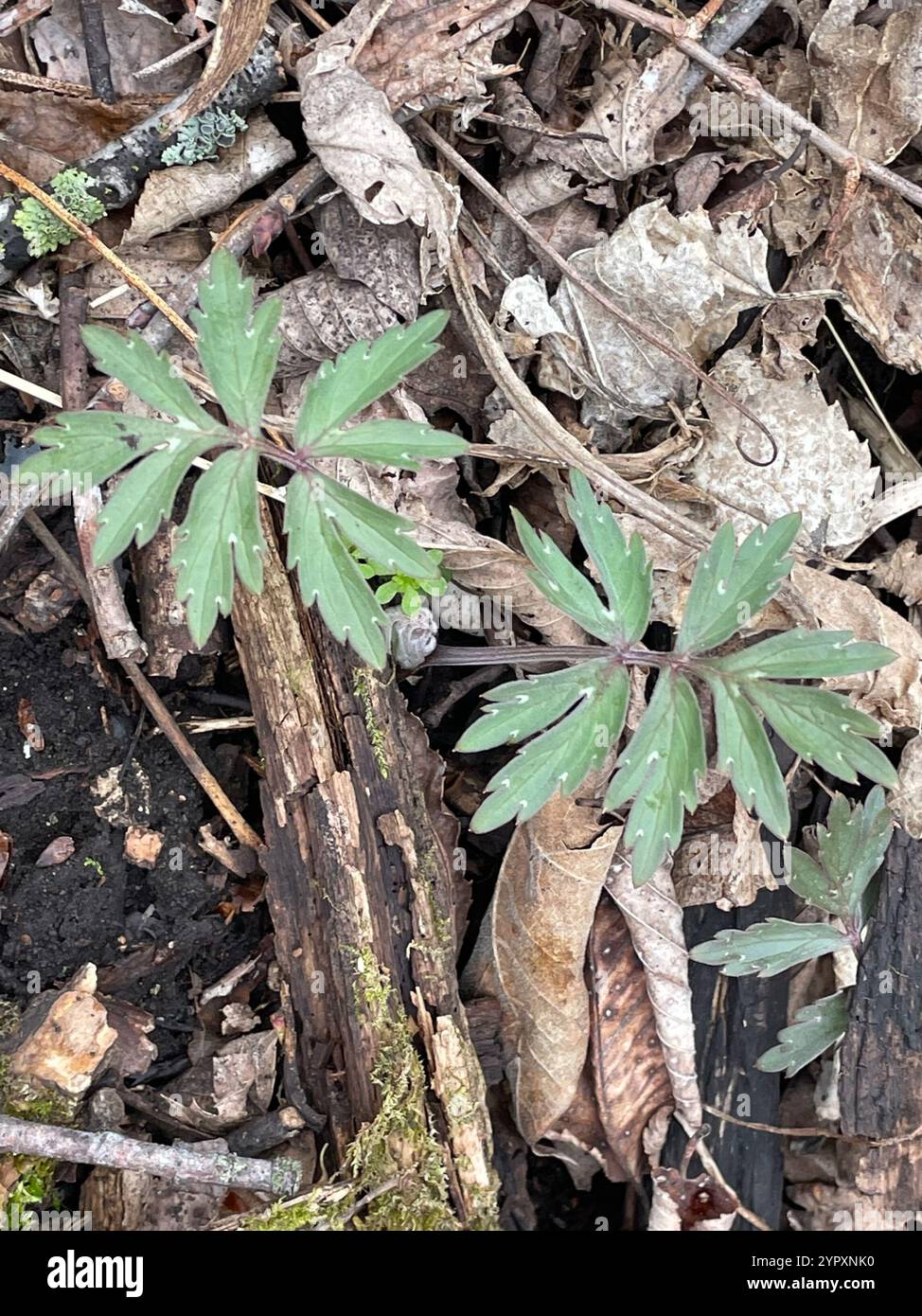 Virginia waterleaf (Hydrophyllum virginianum Stock Photo - Alamy