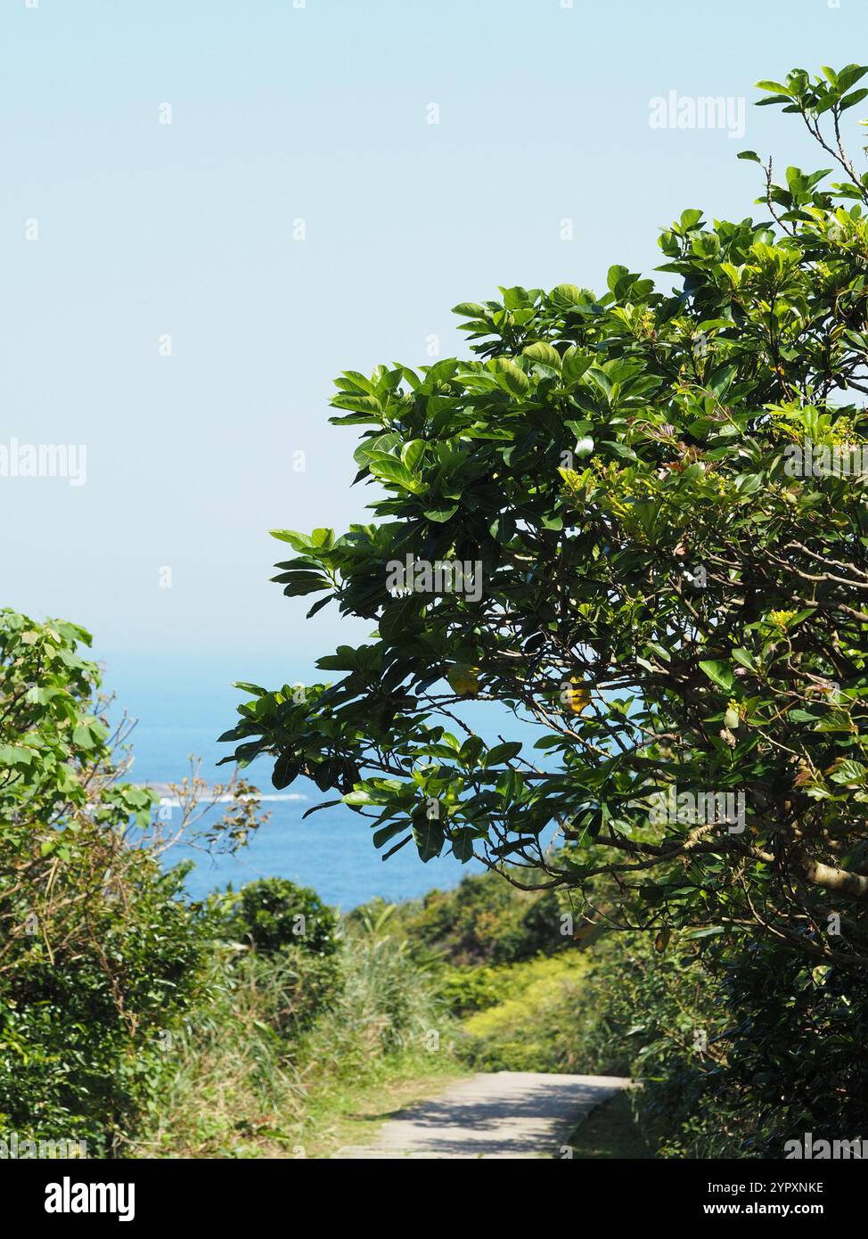 Hauili fig tree (Ficus septica Stock Photo - Alamy