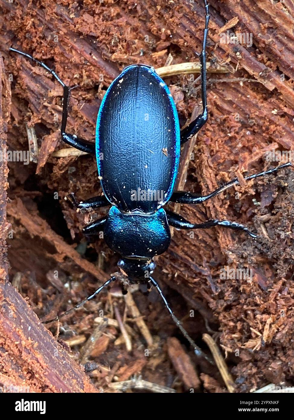 Violet ground beetle (Carabus violaceus Stock Photo - Alamy