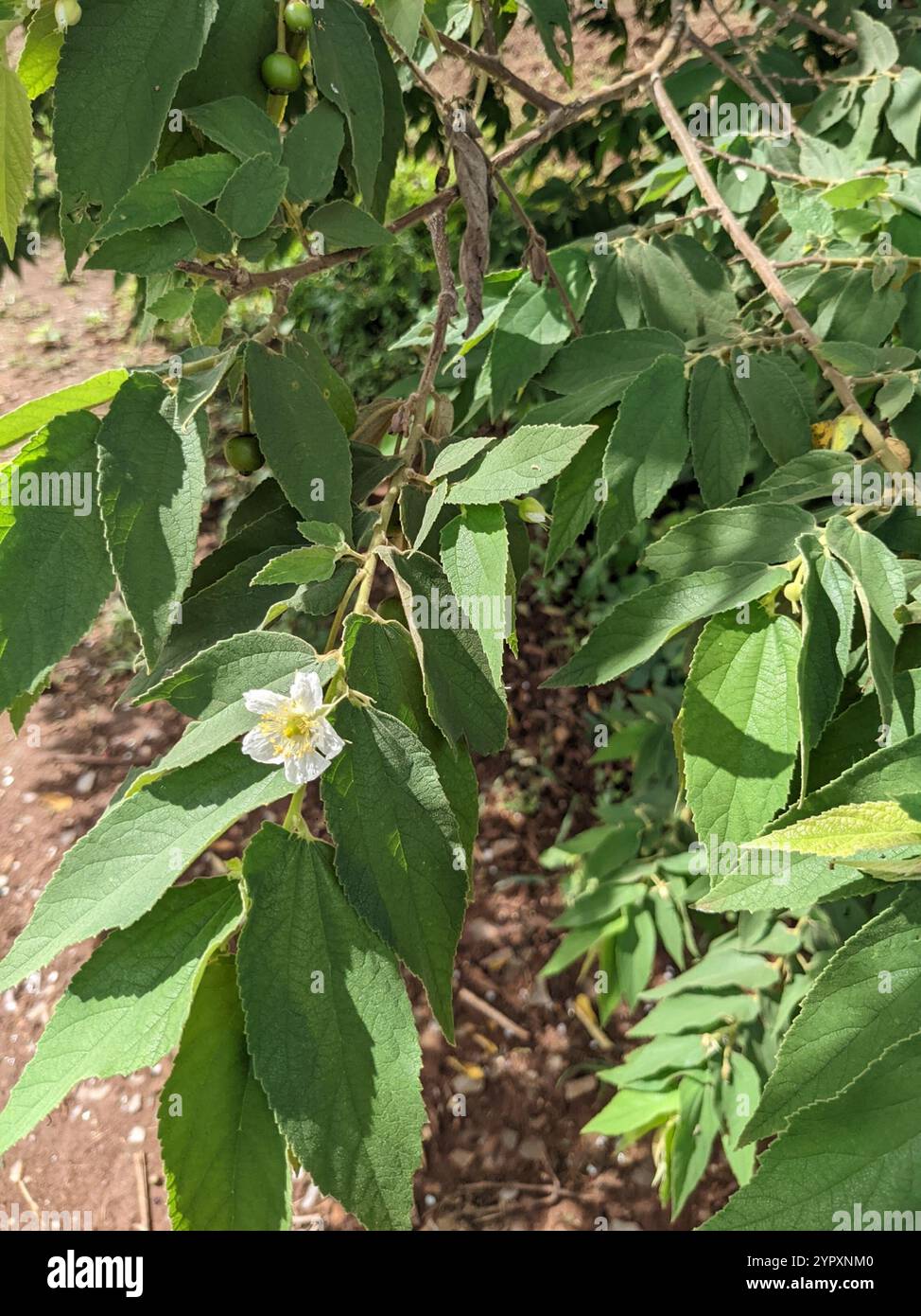 calabur tree (Muntingia calabura Stock Photo - Alamy
