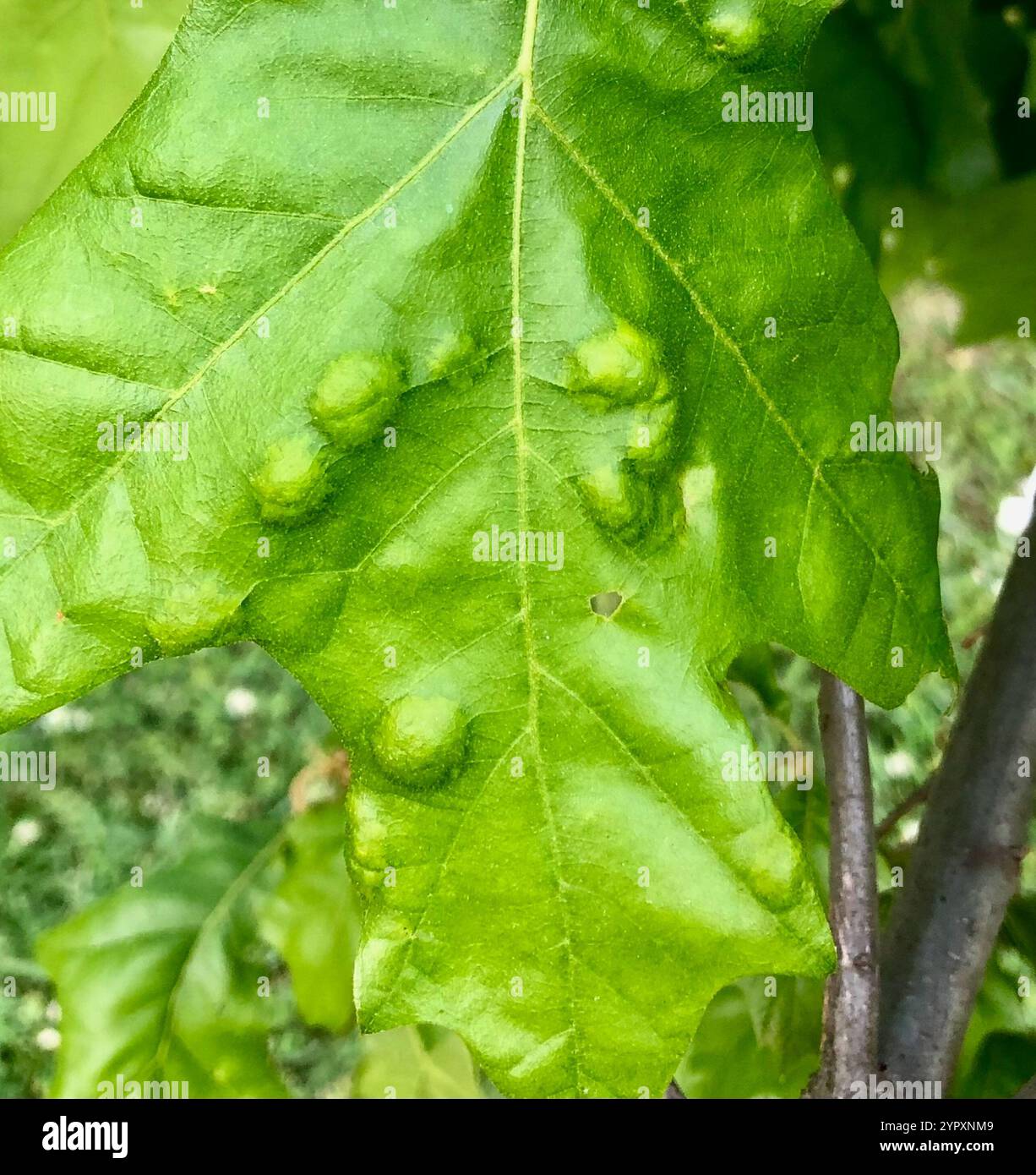 Oak Leaf Blister (Taphrina caerulescens Stock Photo - Alamy