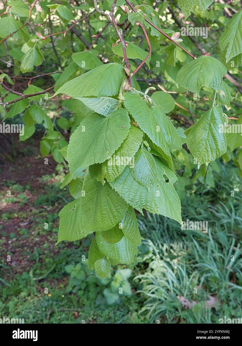 Small-leaved Lime (Tilia cordata Stock Photo - Alamy