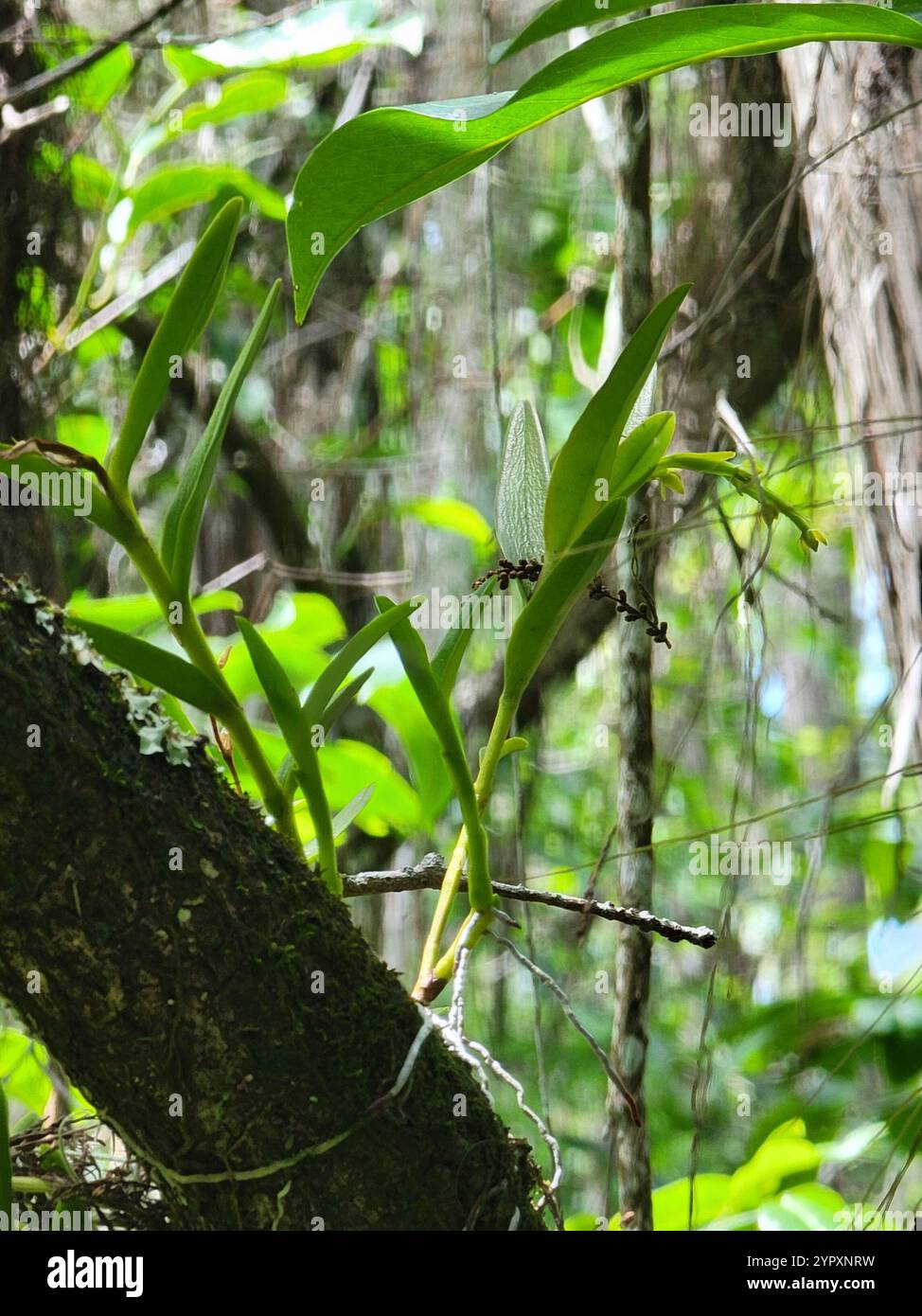 Epidendrum rigidum hi-res stock photography and images - Alamy