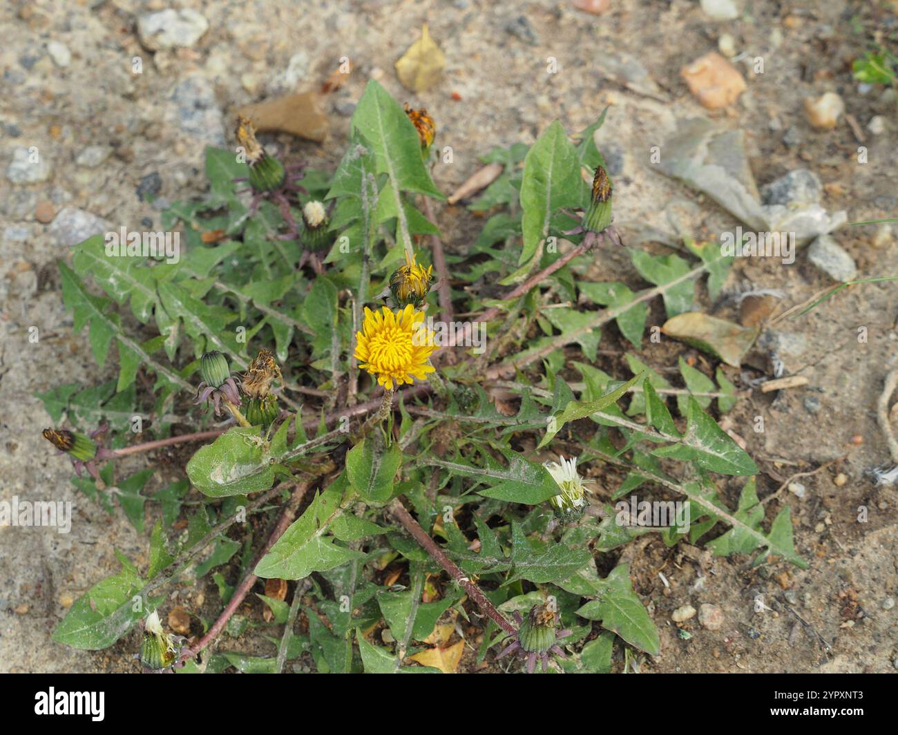 common dandelion (Taraxacum officinale Stock Photo - Alamy