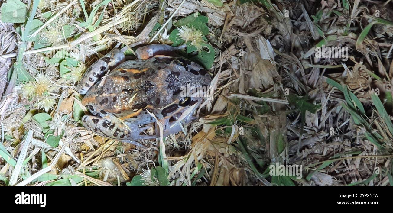 Salmon-striped Frog (Limnodynastes salmini Stock Photo - Alamy