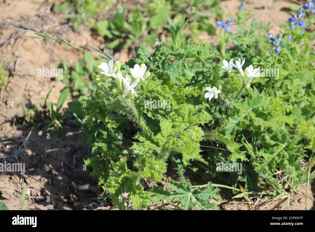 Texas Bull Nettle (Cnidoscolus texanus Stock Photo - Alamy
