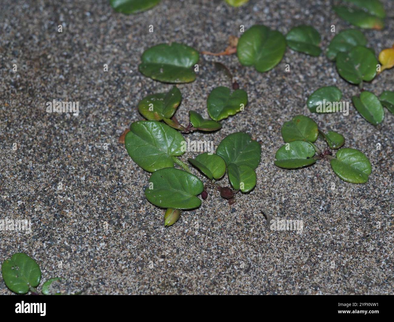 beach morning-glory (Ipomoea imperati Stock Photo - Alamy