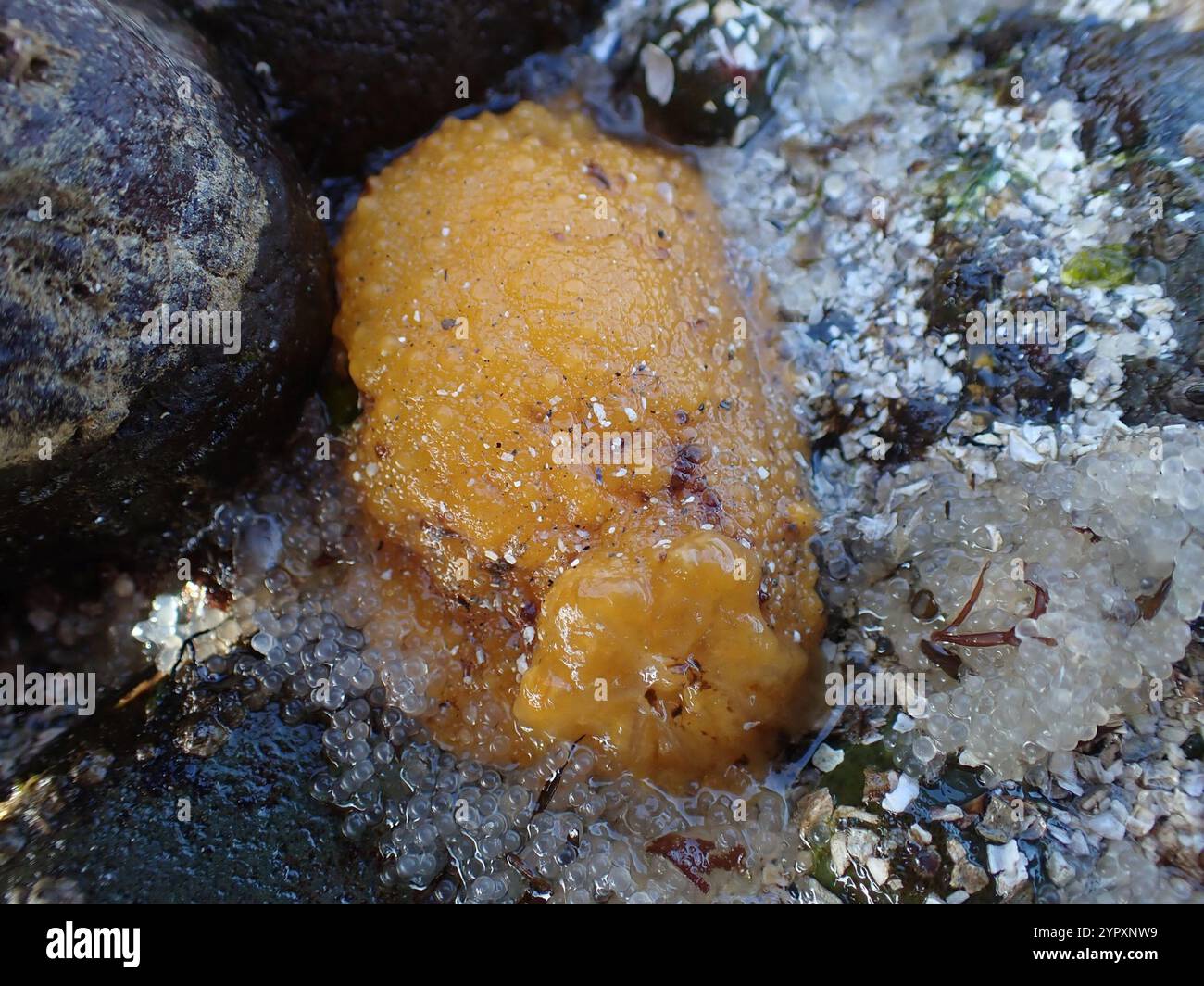 Monterey dorid hi-res stock photography and images - Alamy