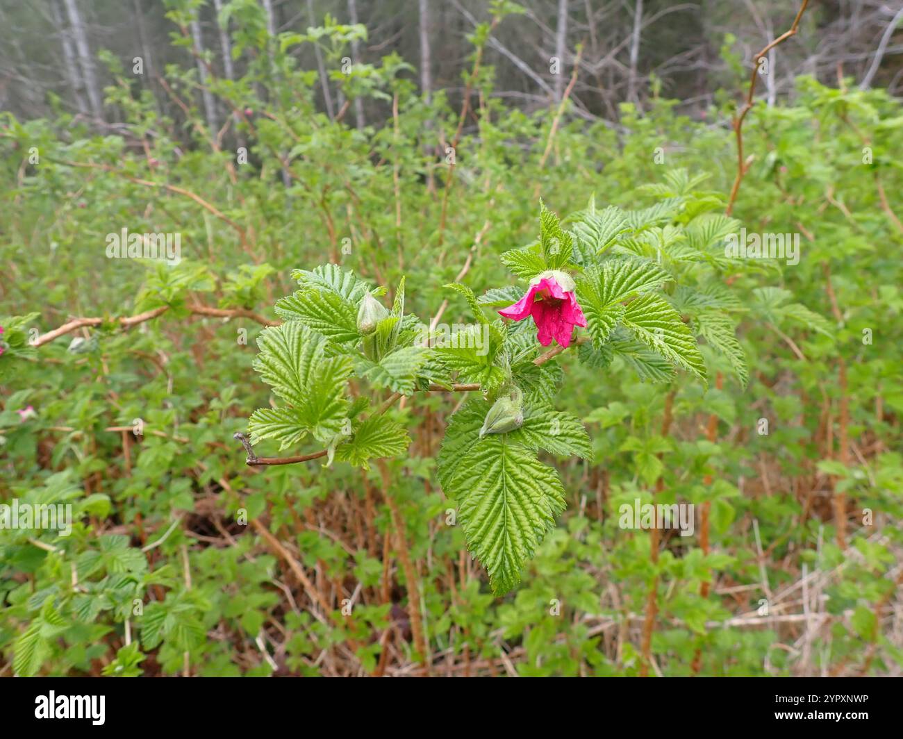 Salmonberry (Rubus spectabilis Stock Photo - Alamy