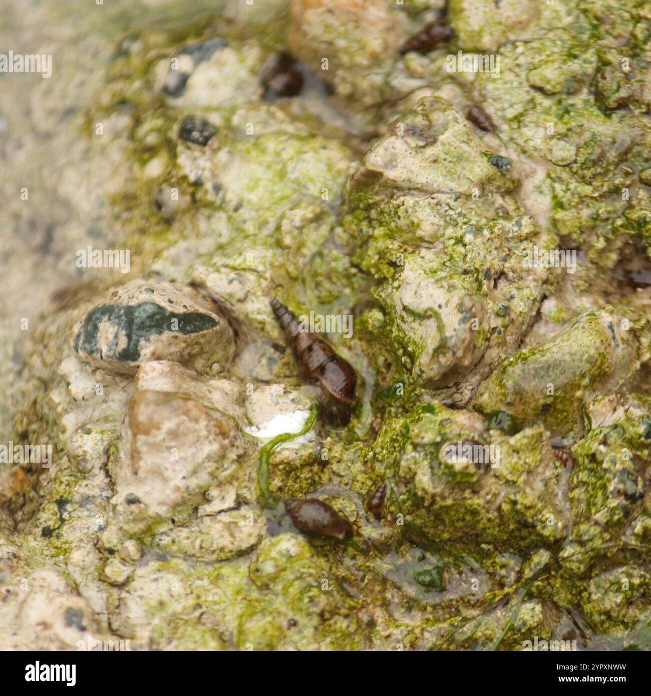 Red-rimmed Melania (Melanoides tuberculata Stock Photo - Alamy