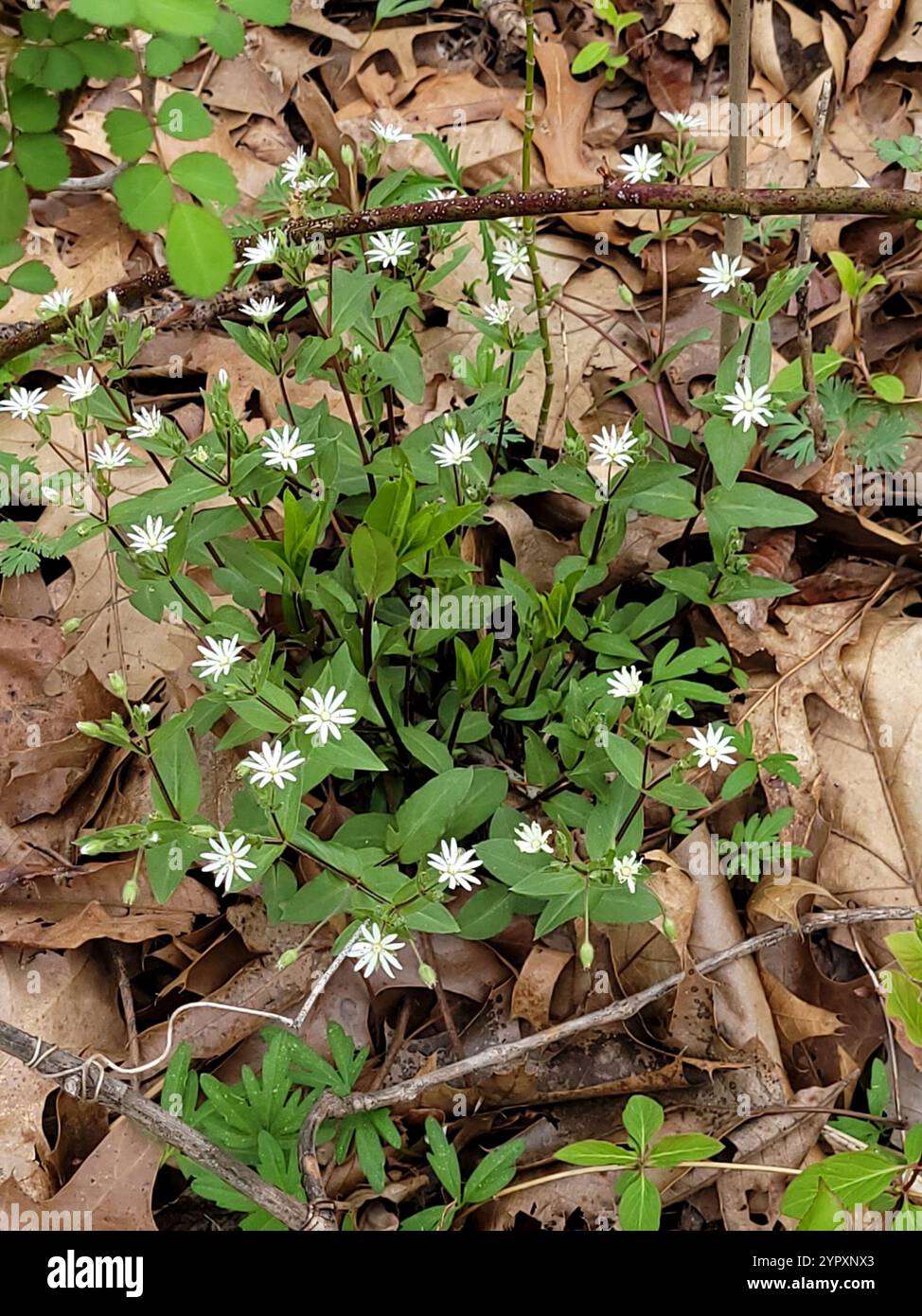 star chickweed (Stellaria pubera Stock Photo - Alamy