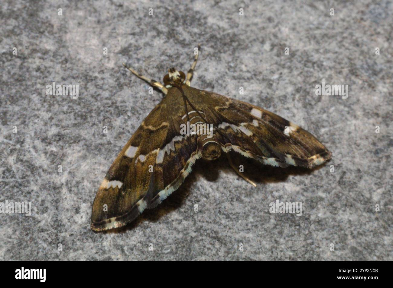 Spotted Beet Webworm Moth (Hymenia perspectalis Stock Photo - Alamy