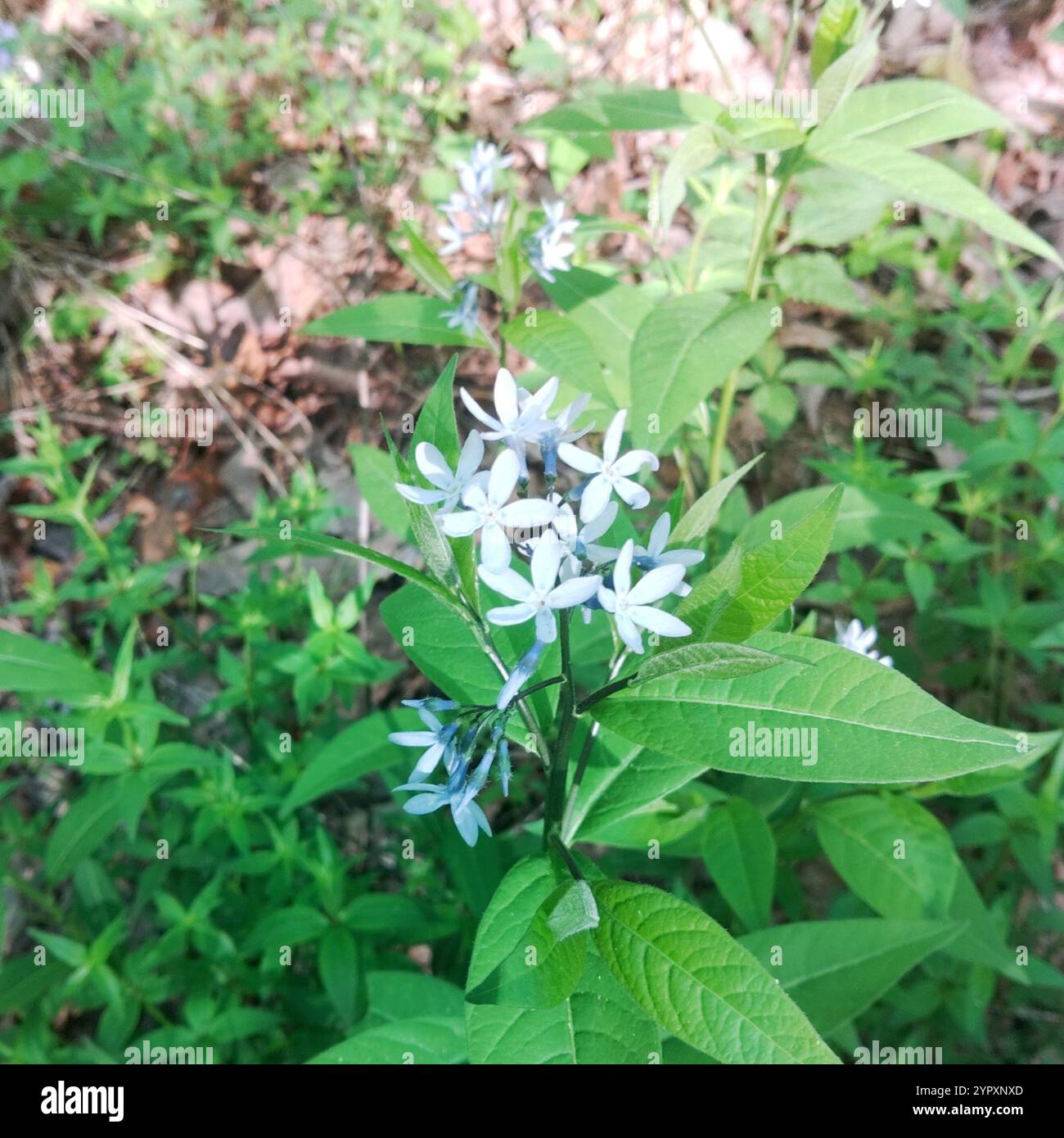 eastern bluestar (Amsonia tabernaemontana Stock Photo - Alamy