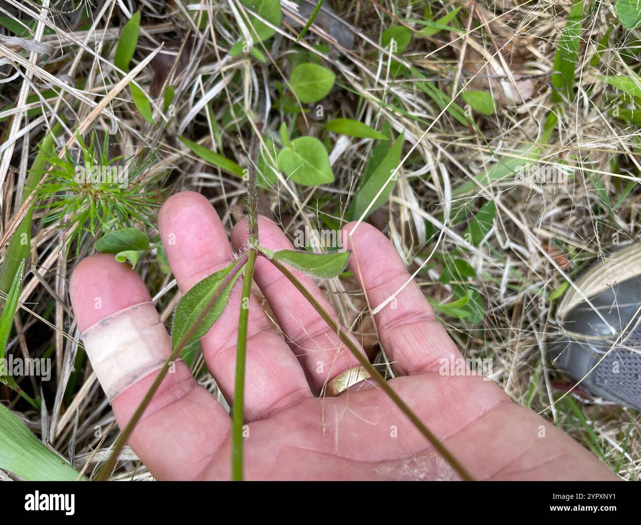 lobed coreopsis (Coreopsis auriculata Stock Photo - Alamy