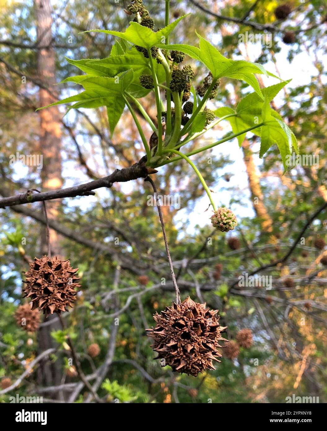 American sweetgum (Liquidambar styraciflua Stock Photo - Alamy