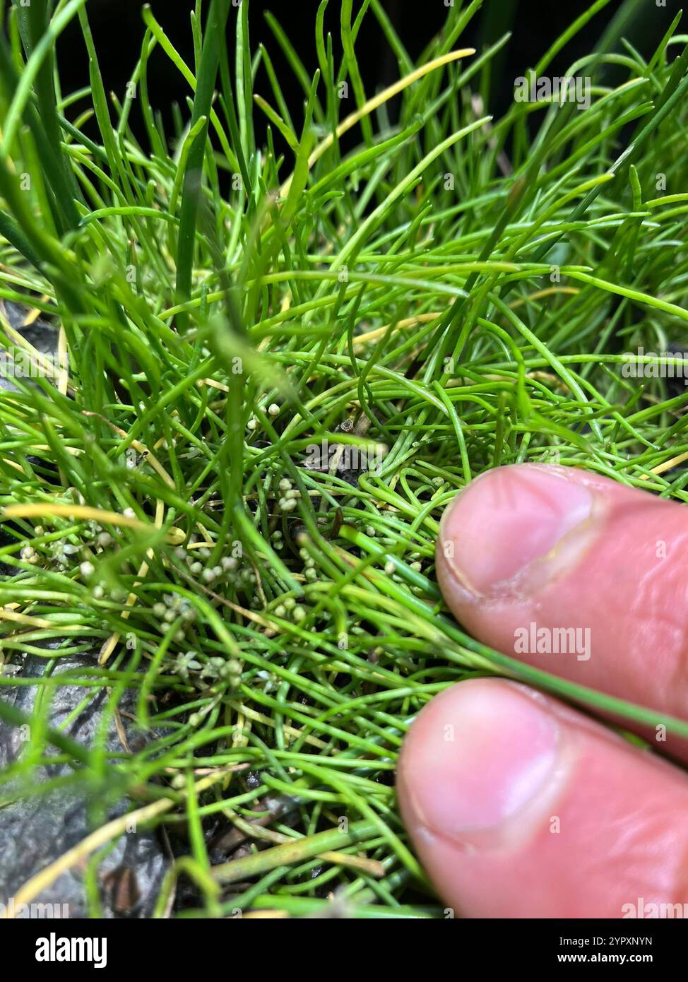 western grasswort (Lilaeopsis occidentalis Stock Photo - Alamy